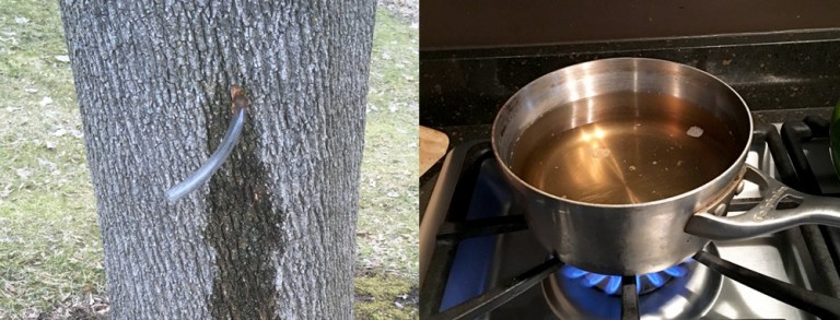 Maple Syrup in 5 Minutes From Your Own Trees